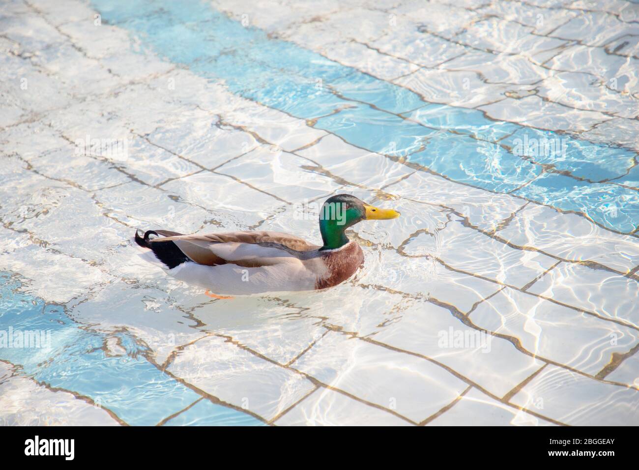 Mallard duck swimming in the city's swimming pool outdoor Stock Photo ...