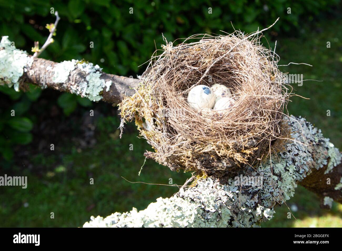bird eggs in a nest spring tree in home garden Stock Photo - Alamy