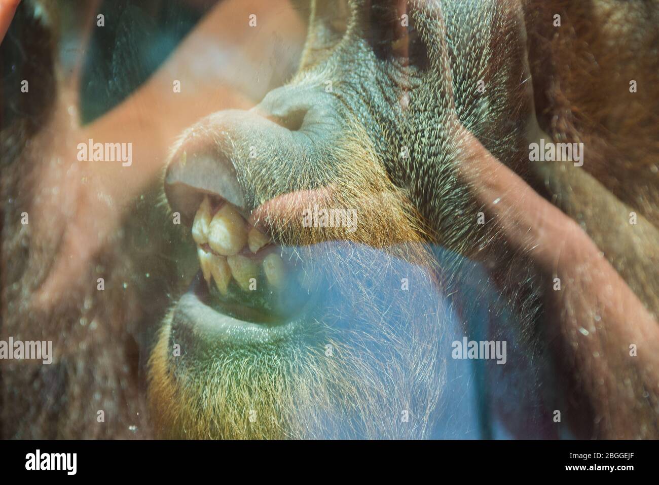 An orangutan in a zoo behind glass communicates with people. Animals in ...