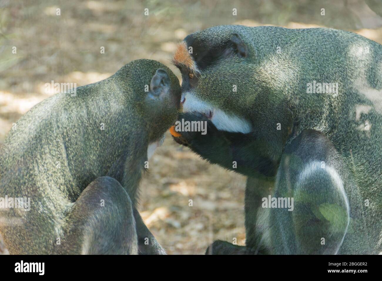 Monkey in the zoo. A wild animal in captivity. Animals in the zoo Stock ...