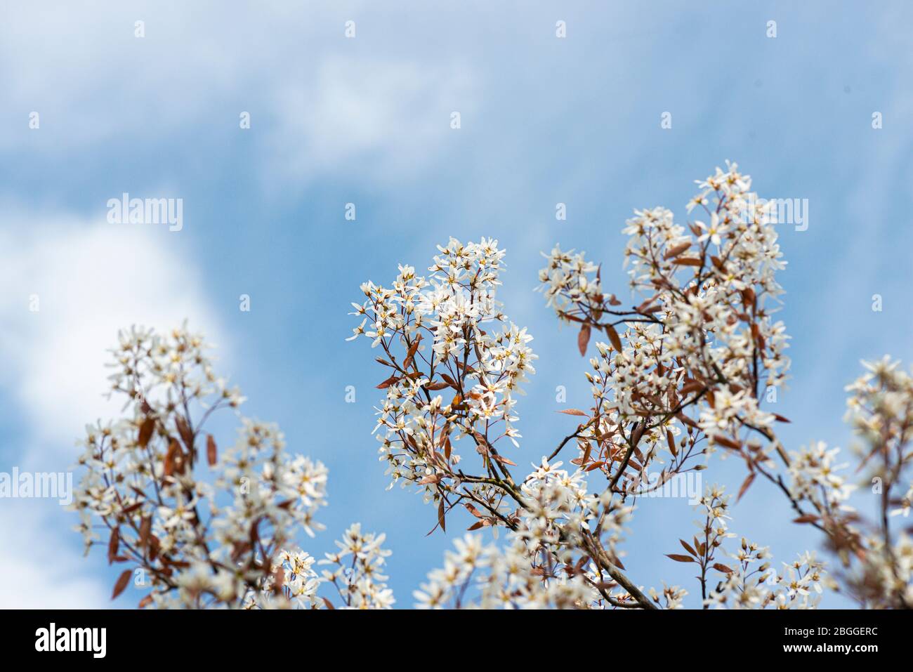 The blossom covered branches of a snowy mespilus (Amelanchier lamarckii ...