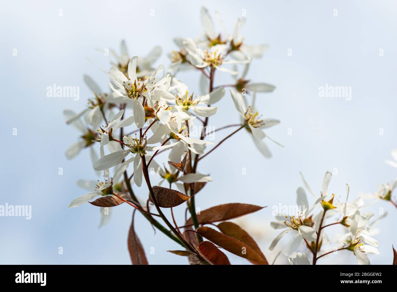The flowers of a snowy mespilus (Amelanchier lamarckii Stock Photo - Alamy