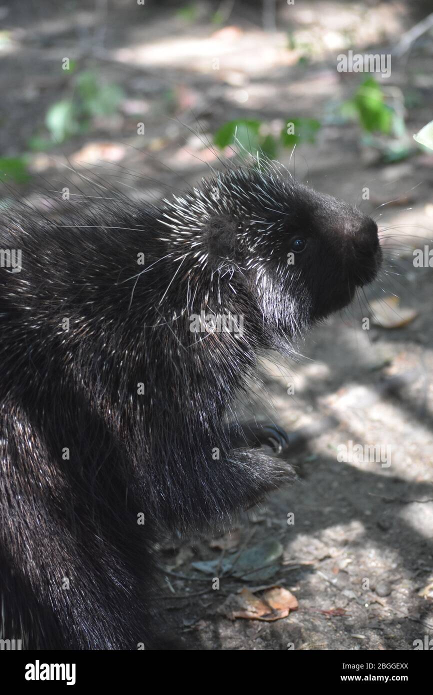 Cute porcupine with beautiful quills covering its body Stock Photo - Alamy