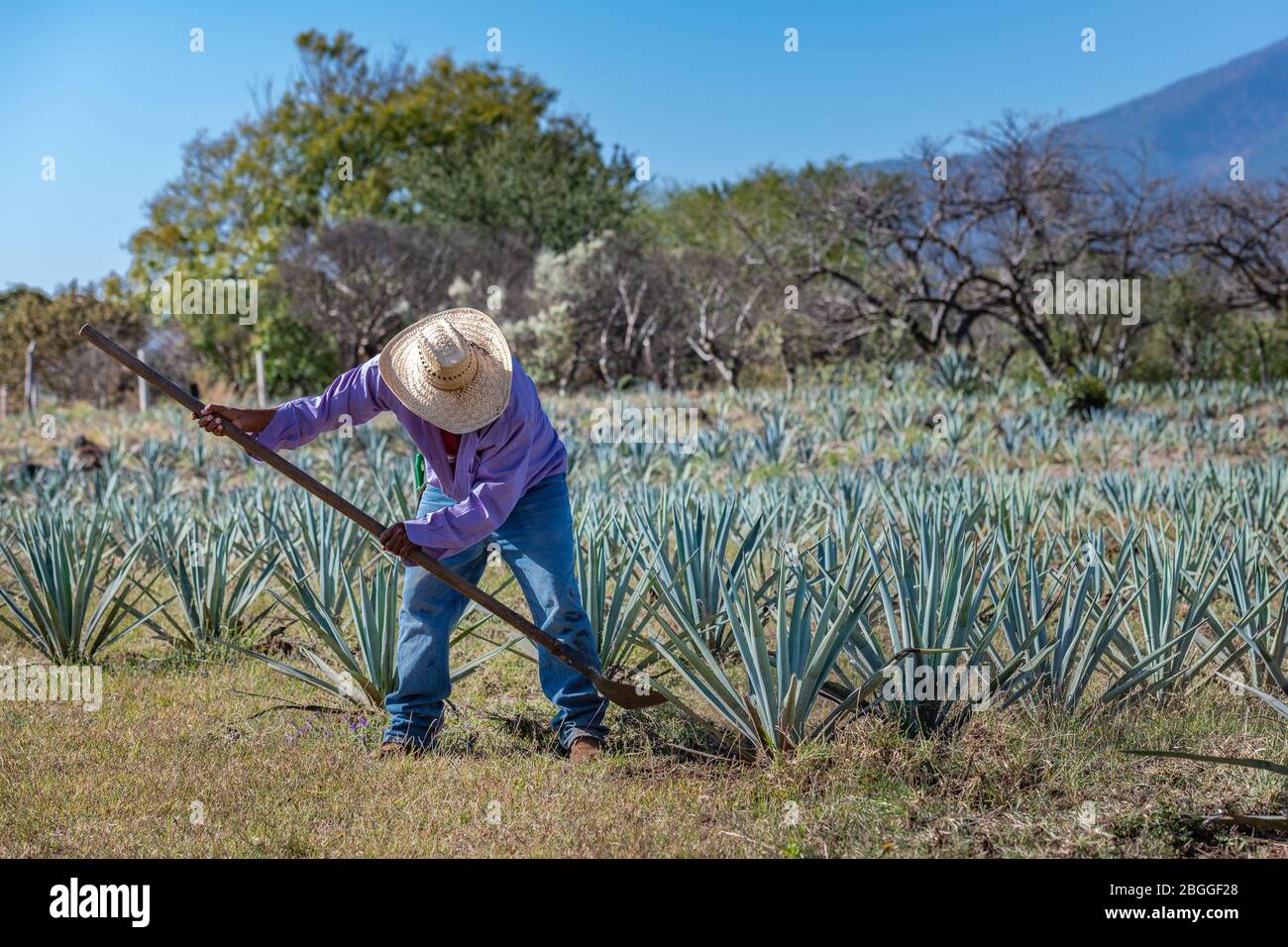 Worker in blue agave field in Tequila, Jalisco, Mexico Stock Photo - Alamy