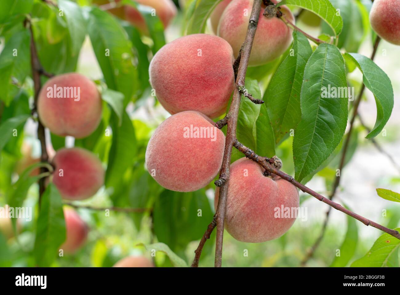Yellow freestone peaches hi-res stock photography and images - Alamy