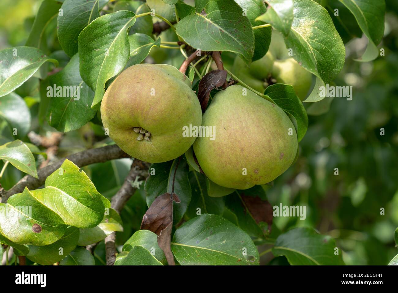 Pear fruit hanging from tree in fruit garden Stock Photo - Alamy