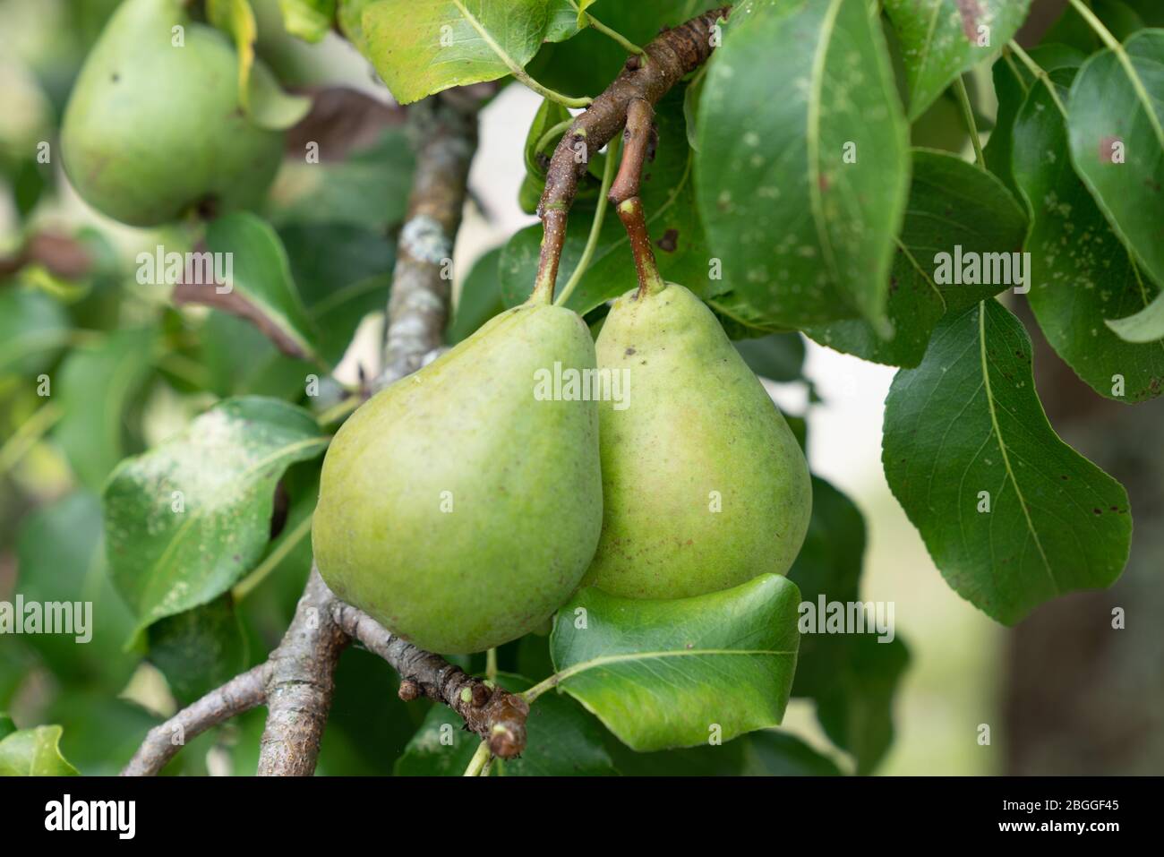 Pear harvest fruits growing on an pear tree branch Stock Photo - Alamy