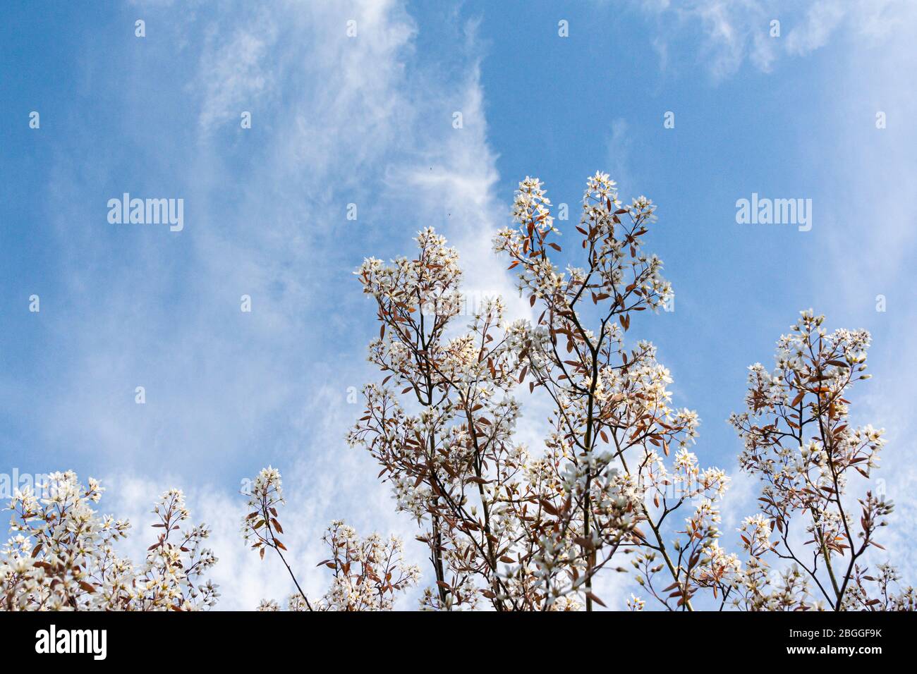 The blossom covered branches of a snowy mespilus (Amelanchier lamarckii ...