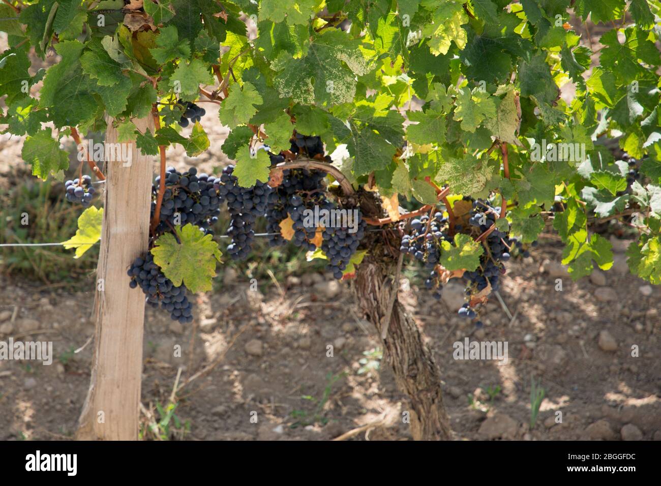 Cabernet sauvignon vine leaf branch hi-res stock photography and images ...