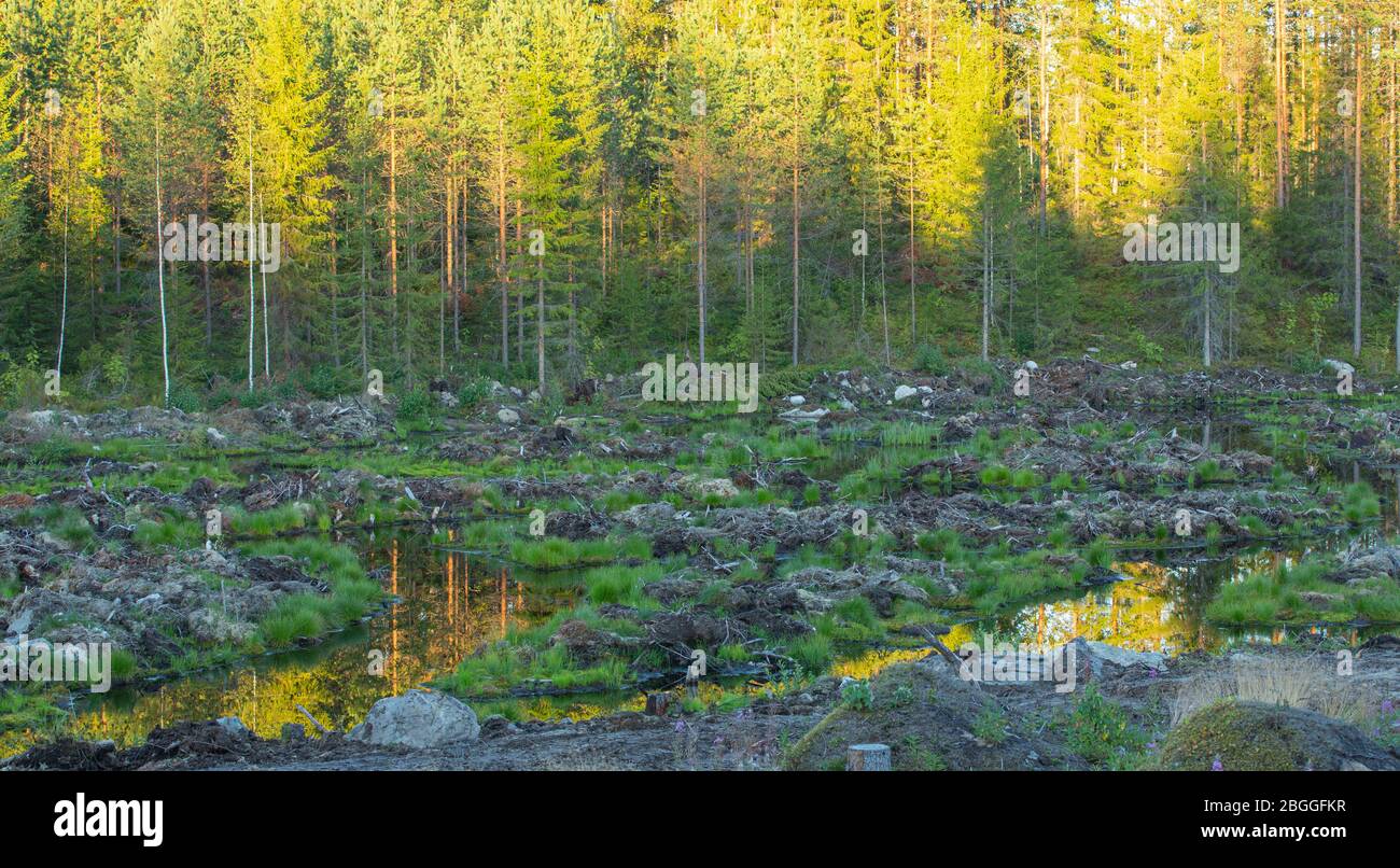 Trenched artificial wetland bog in the forest to waterfowls to nest at ...