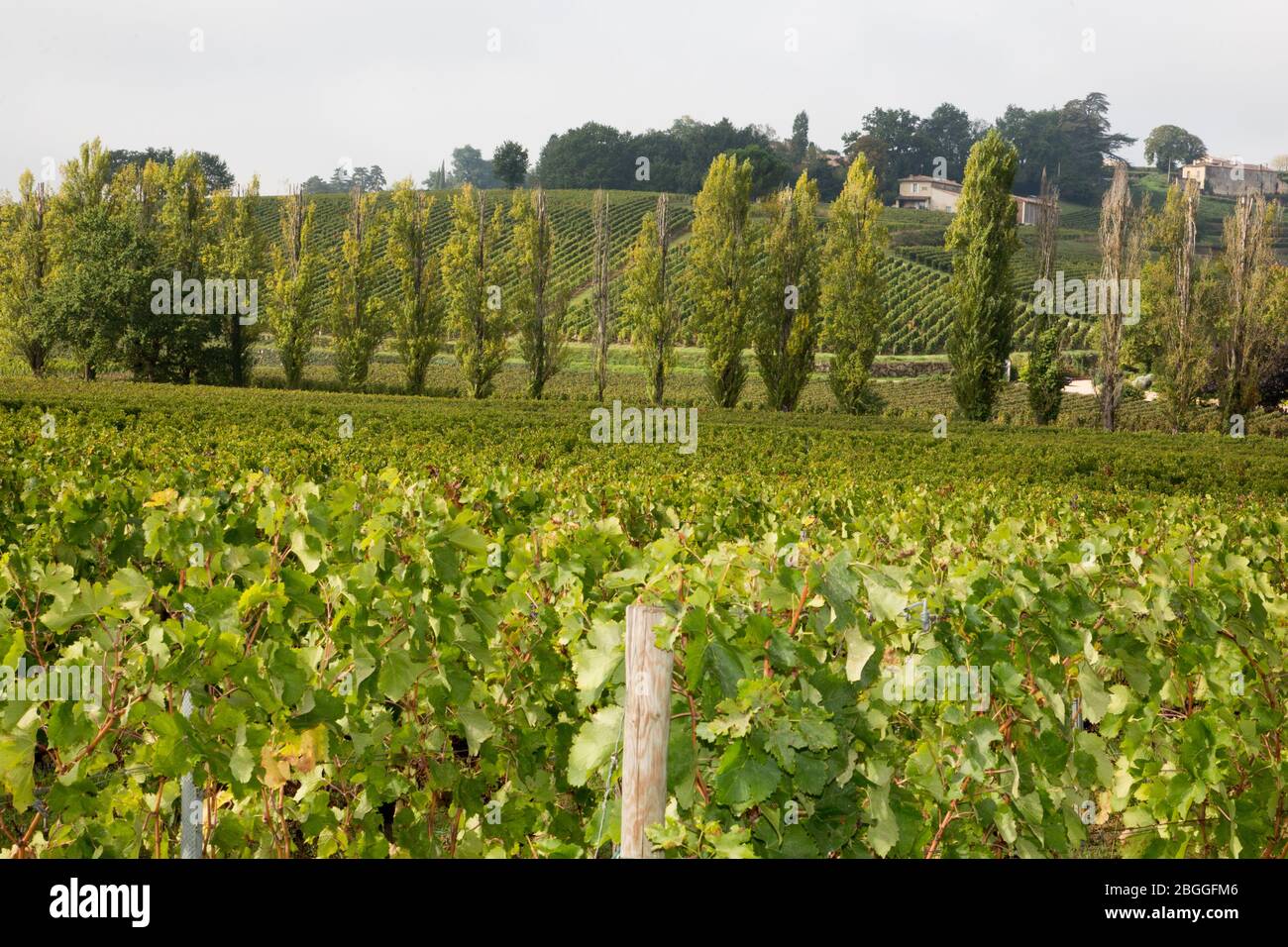 Bordeaux vineyards beautiful landscape of Saint émilion Stock Photo - Alamy