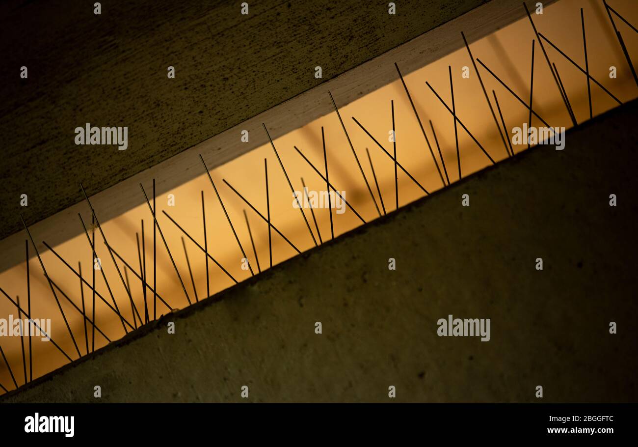 Bird spikes in wall gap blocking bird access Stock Photo - Alamy