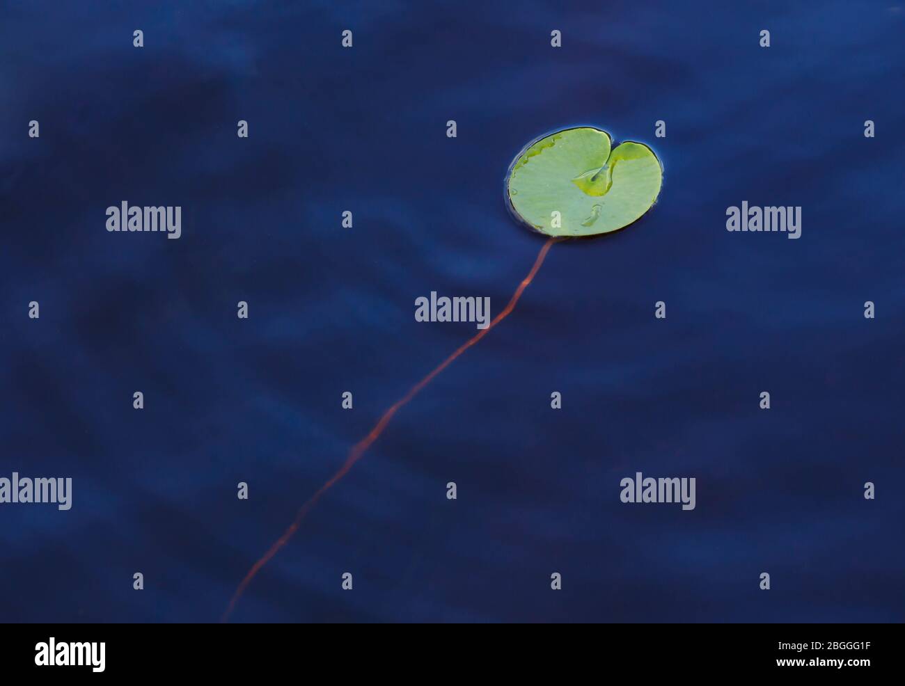 European water lily pad ( Nymphaeaceae ) floating on water surface ...