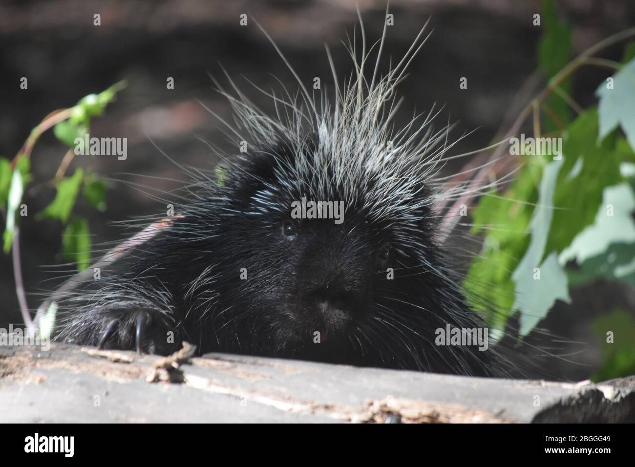 Awesome quill due covering a porcupines head Stock Photo - Alamy