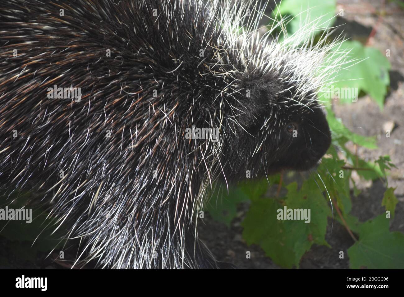 Wild porcupine looking right at the camera Stock Photo - Alamy
