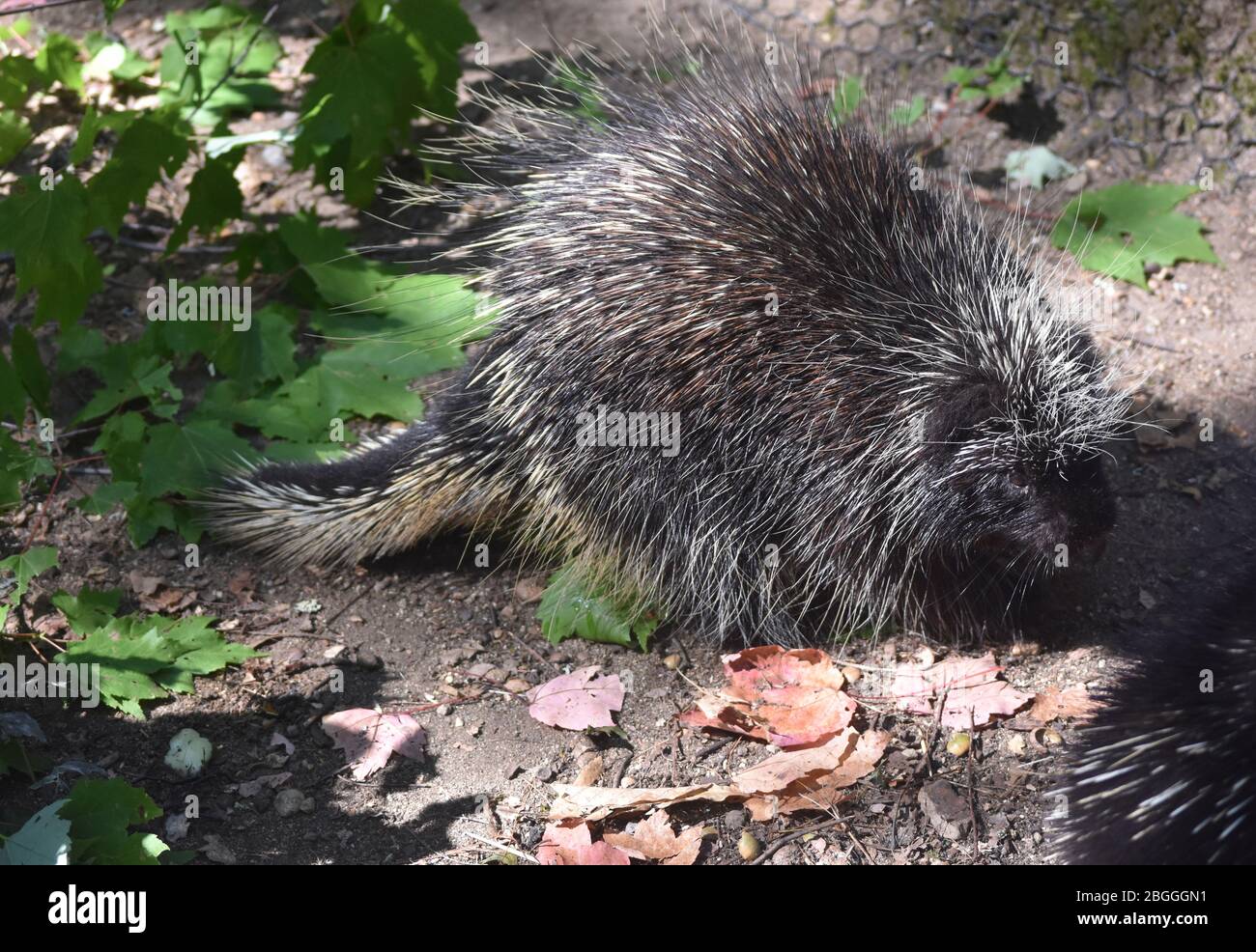 Adorable wild porcupine walking through the woods Stock Photo - Alamy