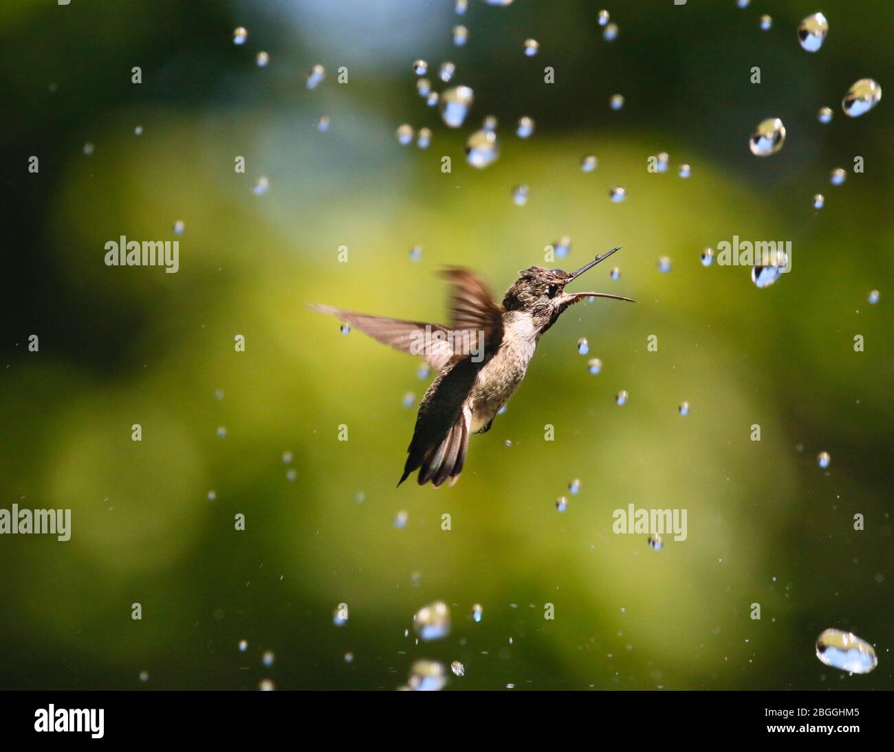 Hummingbird with water droplets Stock Photo - Alamy