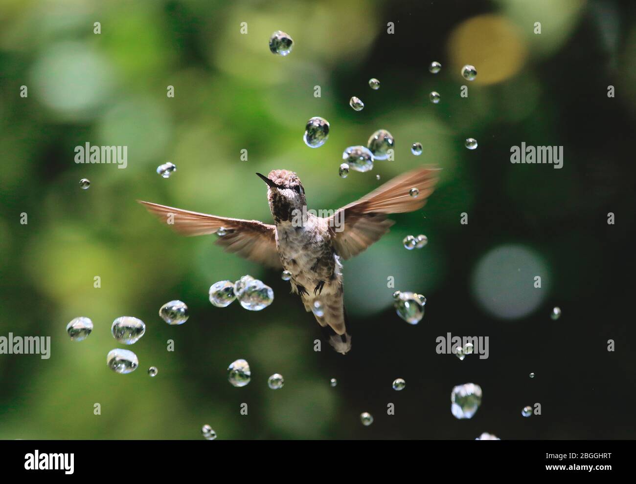 Hummingbird with open mouth hi-res stock photography and images - Alamy