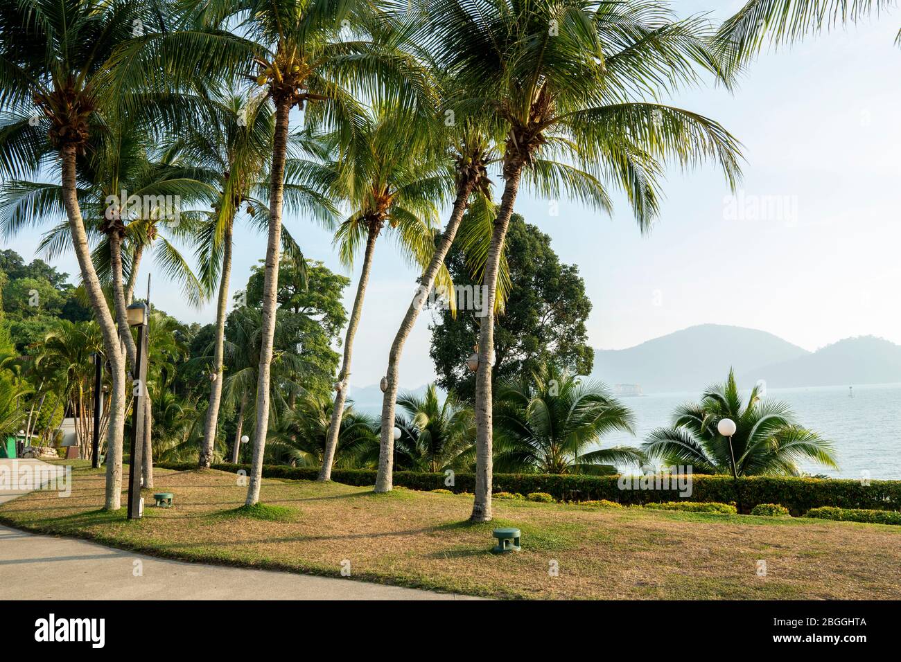 Coconut trees along walking path at seaside Stock Photo - Alamy