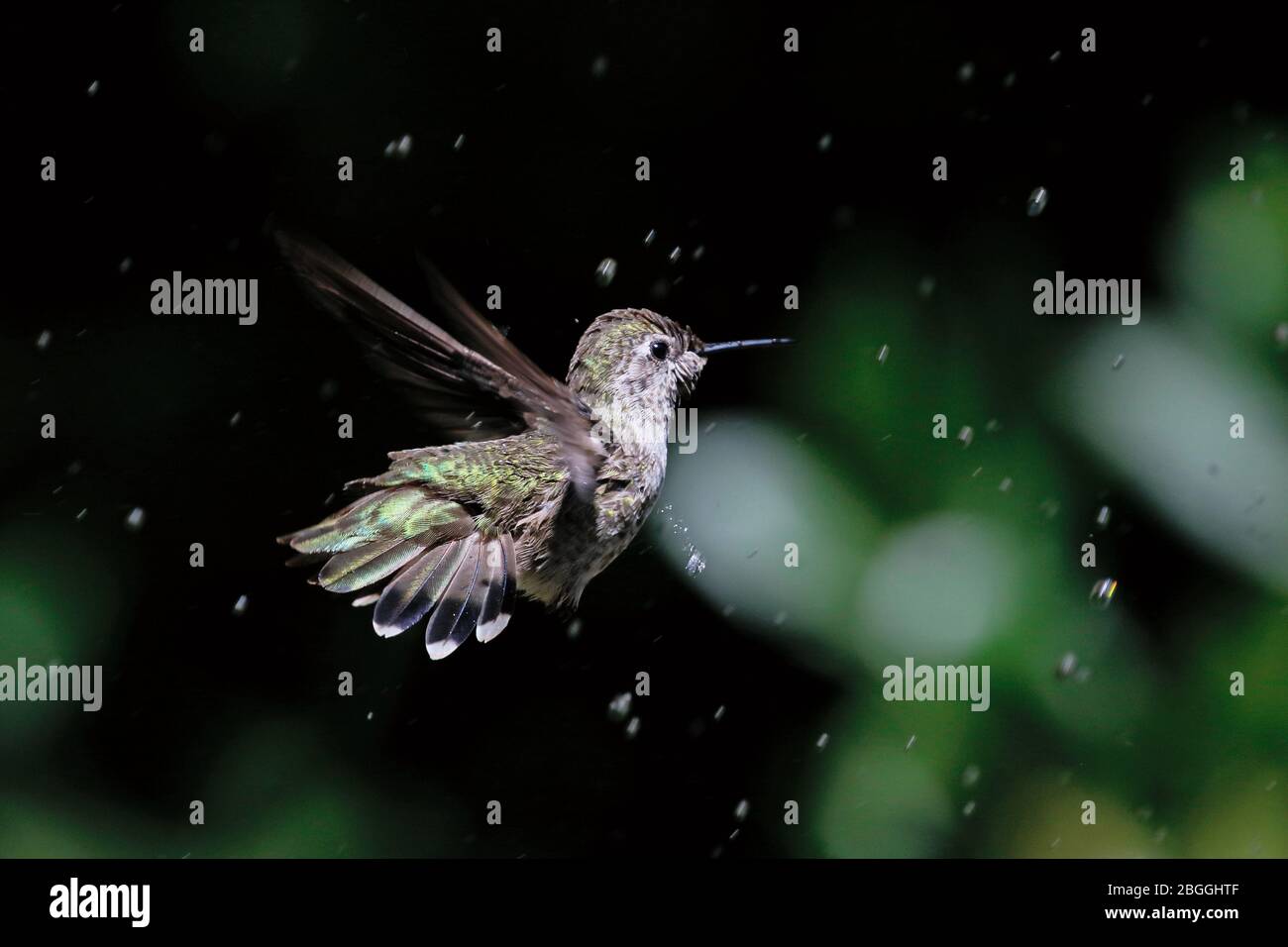 Hummingbird with water droplets Stock Photo - Alamy