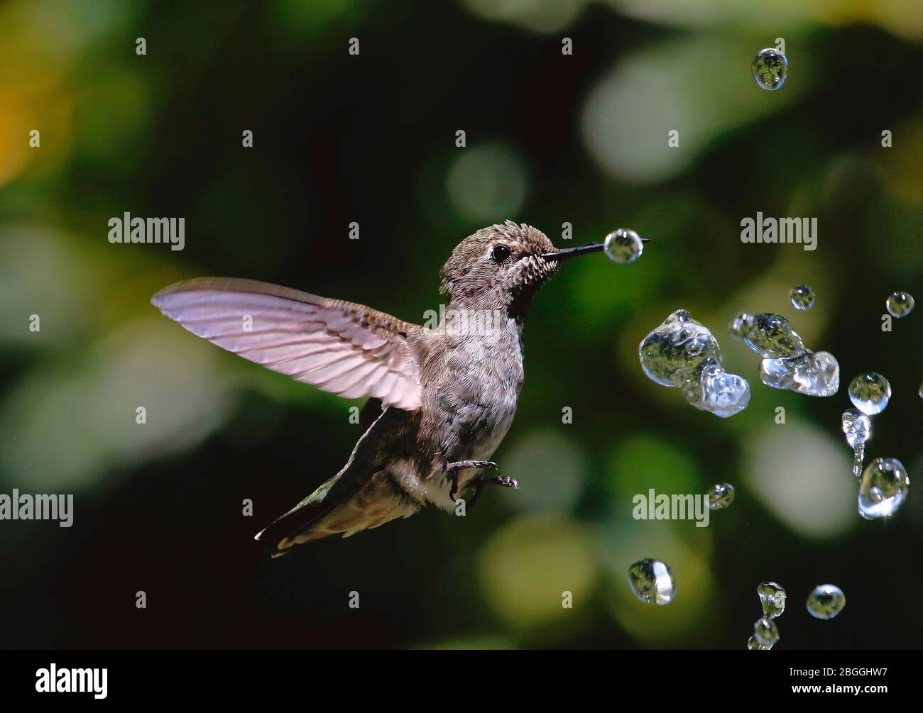 Hummingbird with water droplets Stock Photo - Alamy