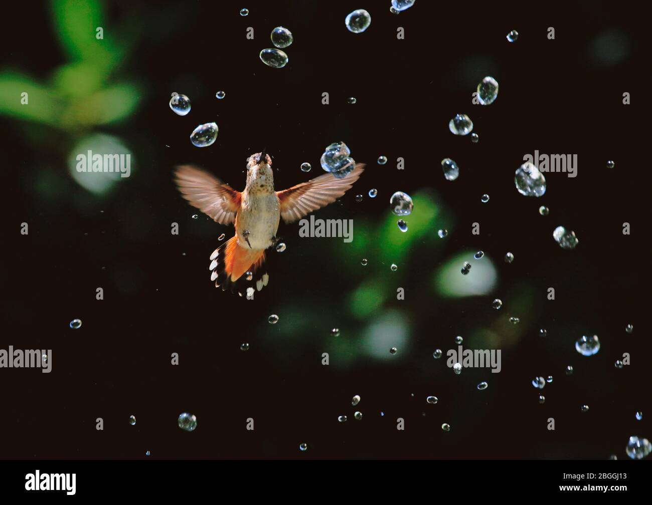 Hummingbird with open mouth hi-res stock photography and images - Alamy