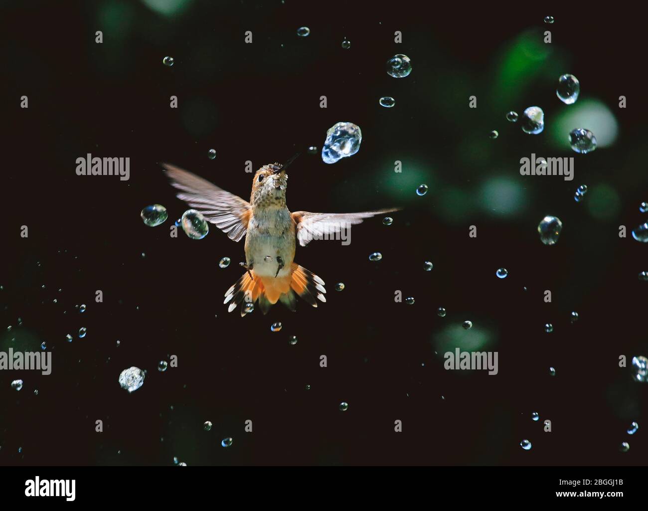 Hummingbird with open mouth hi-res stock photography and images - Alamy