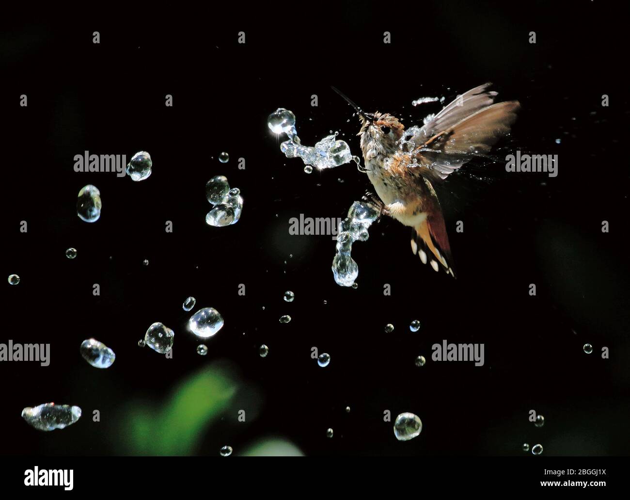 Hummingbird with water droplets Stock Photo - Alamy