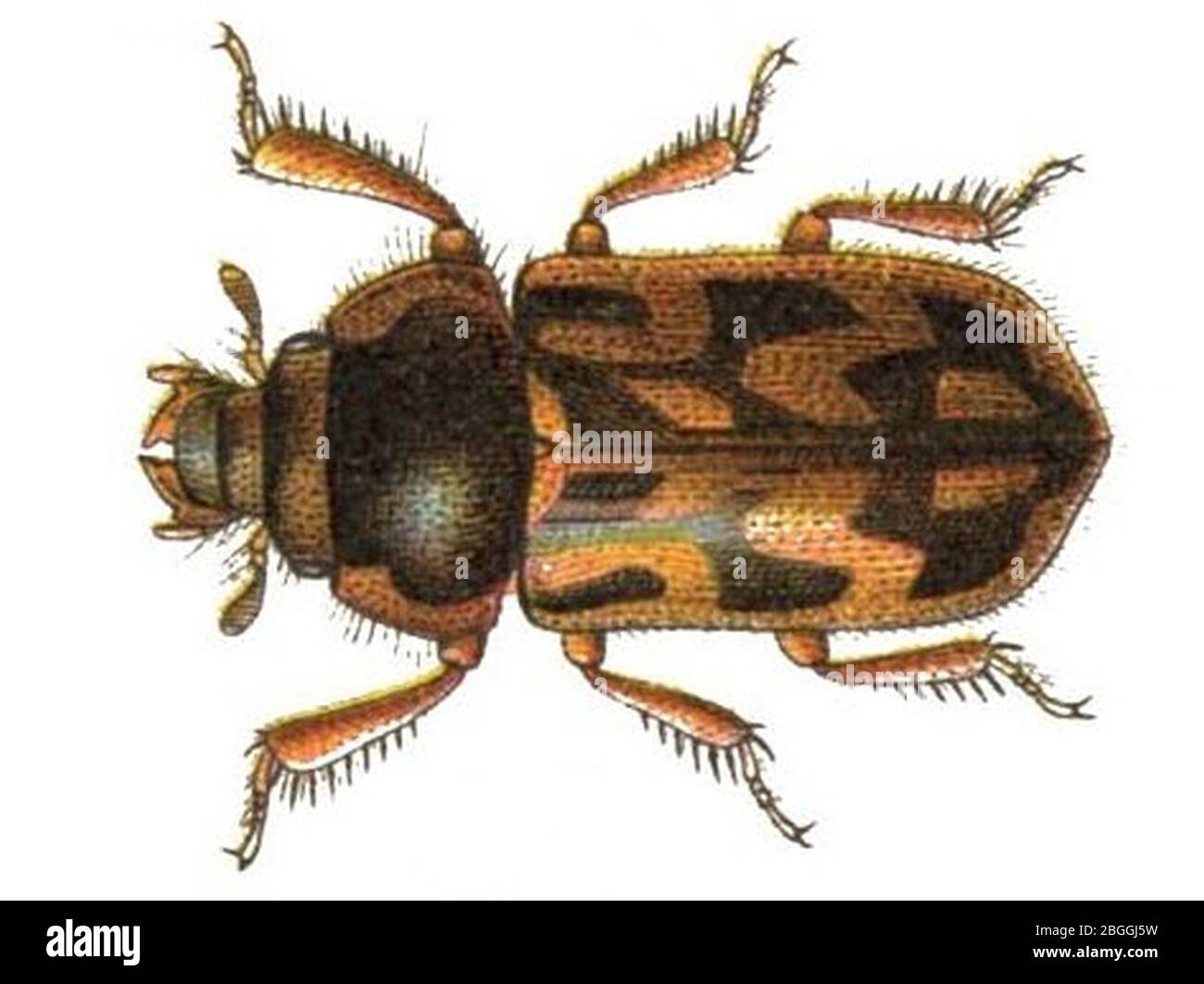 Flexuosus hi-res stock photography and images - Alamy