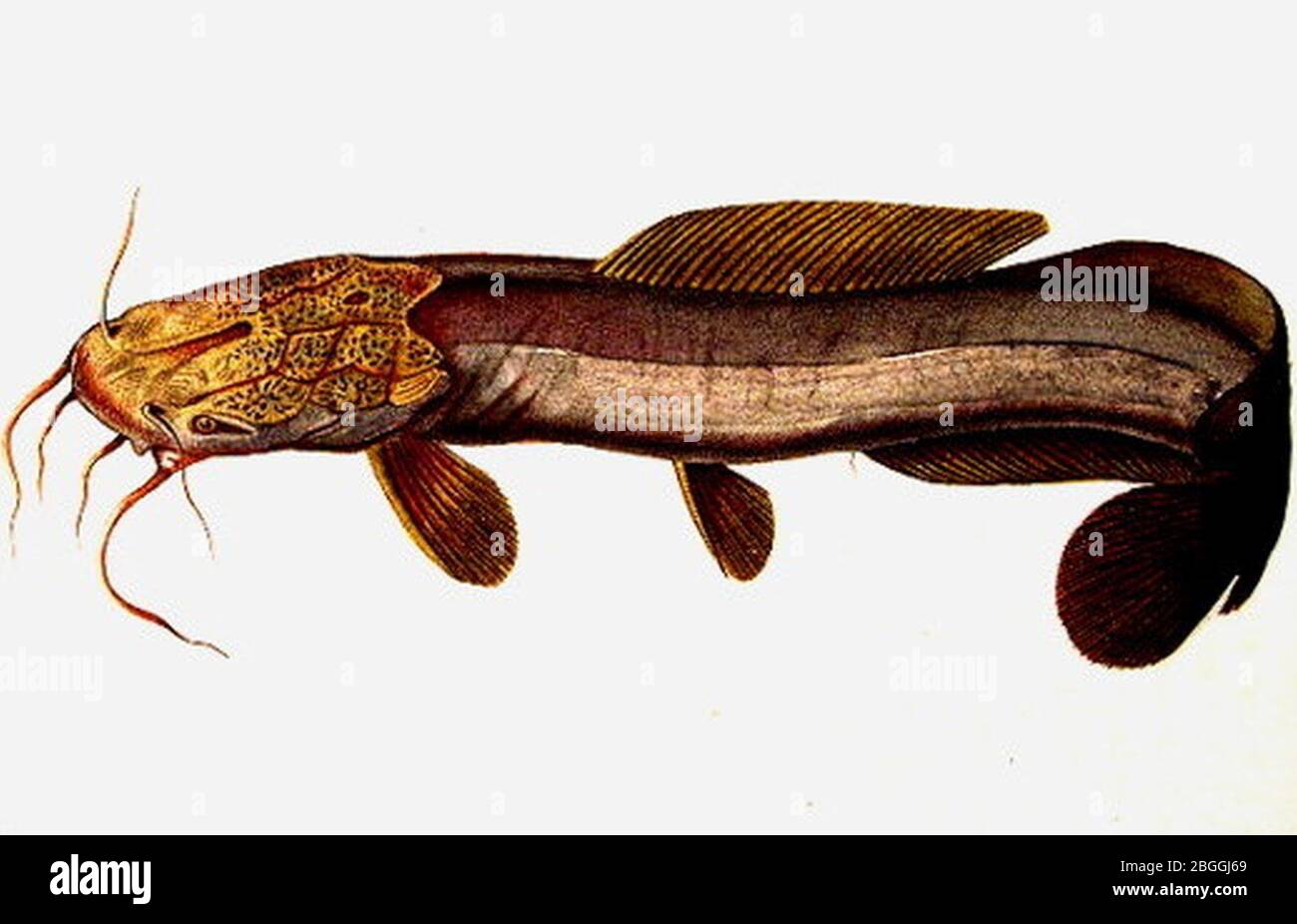 Longifilis hi-res stock photography and images - Alamy