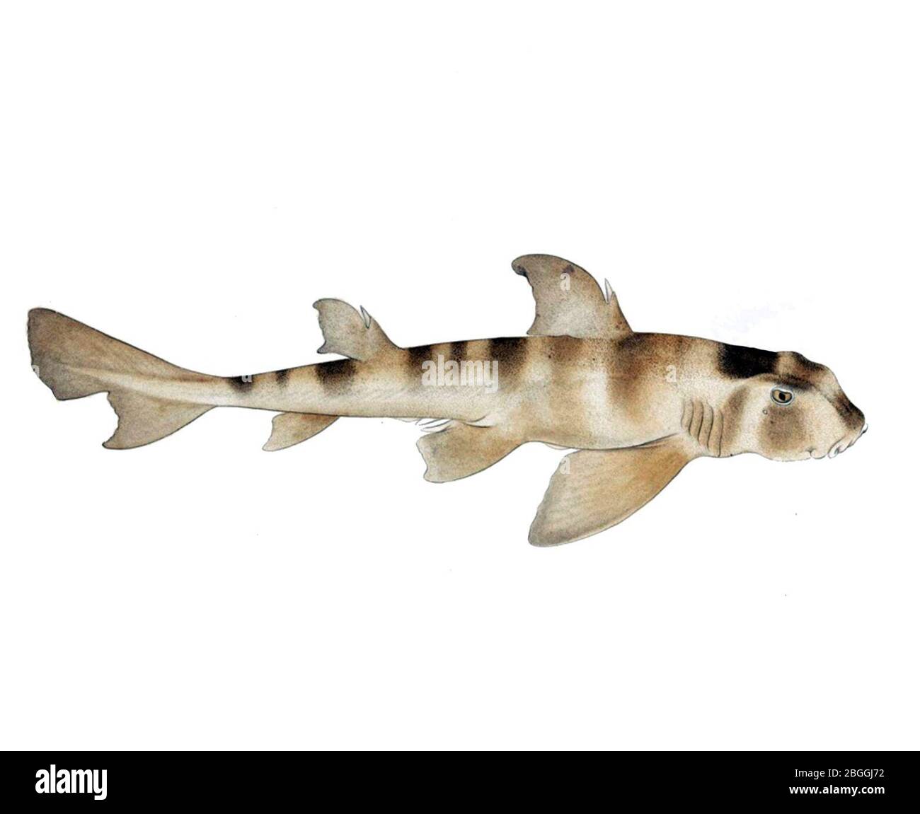 Heterodontus japonicus hi-res stock photography and images - Alamy