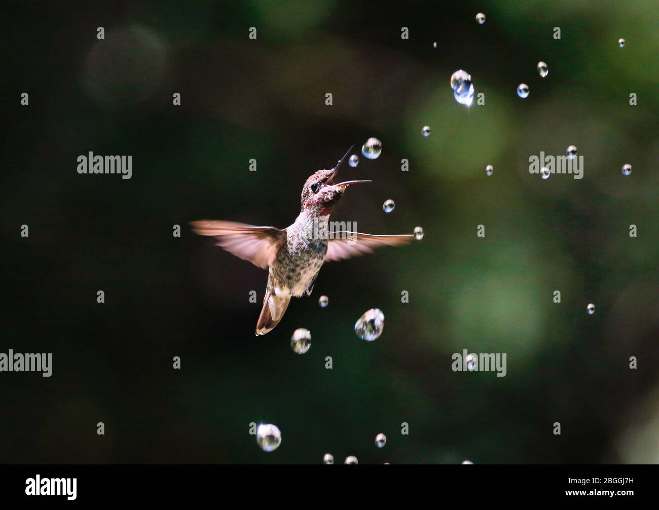 Hummingbird with open mouth hi-res stock photography and images - Alamy