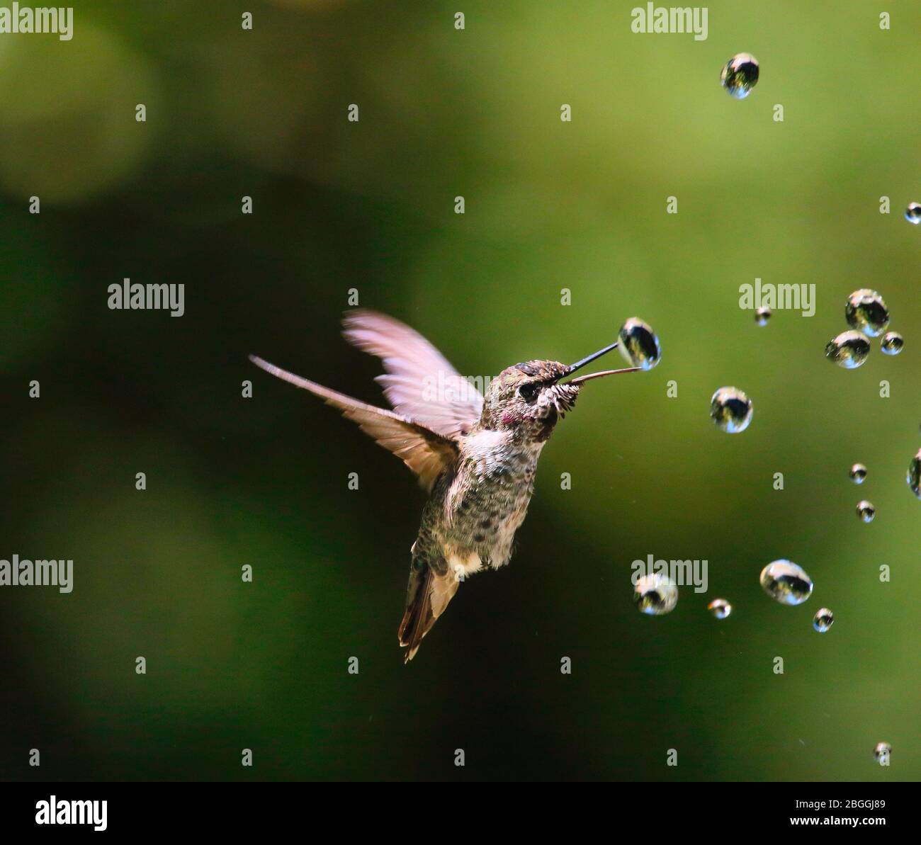 Hummingbird with water droplets Stock Photo - Alamy