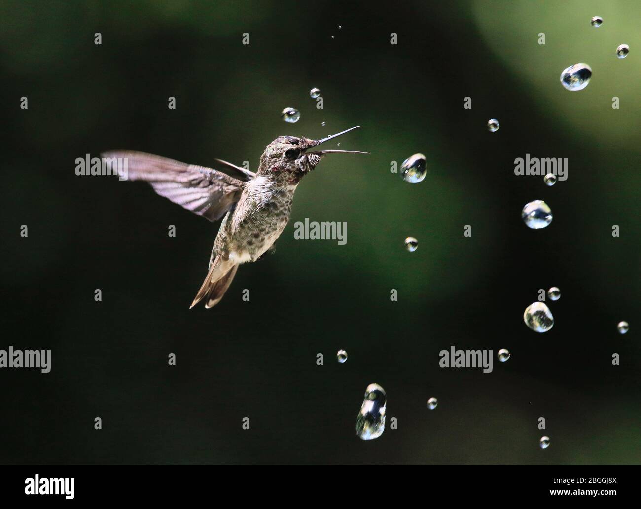 Hummingbird with open mouth hi-res stock photography and images - Alamy