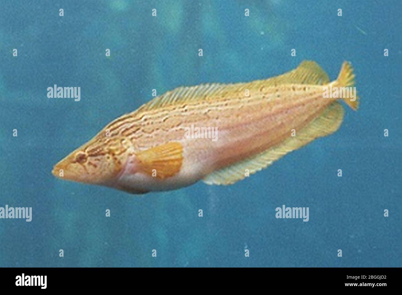 Heterostichus rostratus hi-res stock photography and images - Alamy