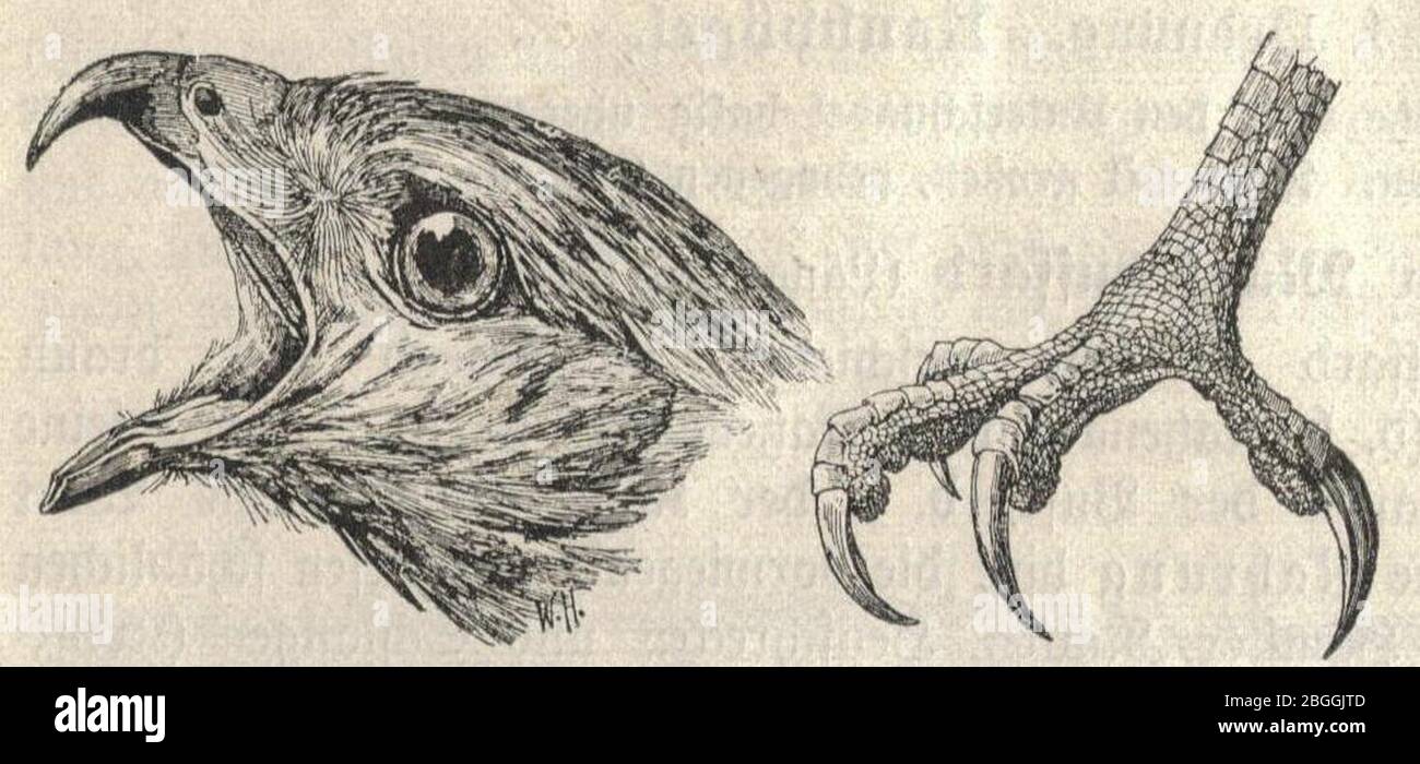 Foot of common buzzard hi-res stock photography and images - Alamy