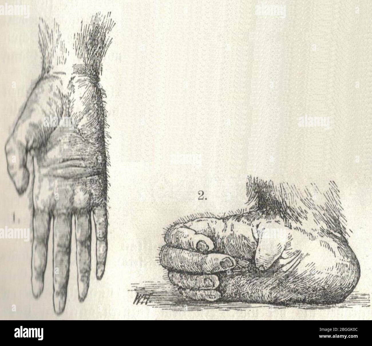 Orangutan foot hi-res stock photography and images - Alamy