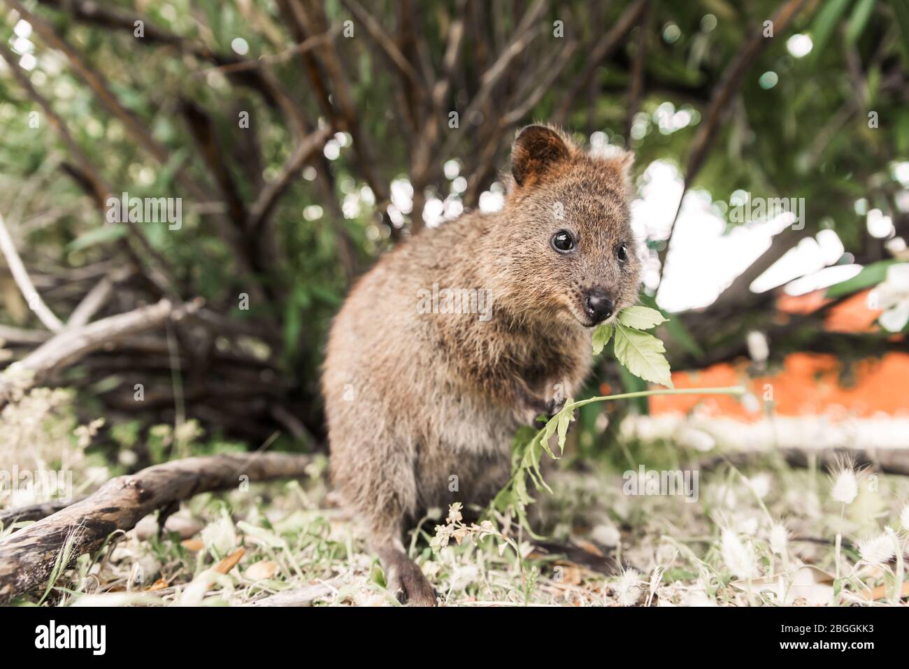 Quokka Funny