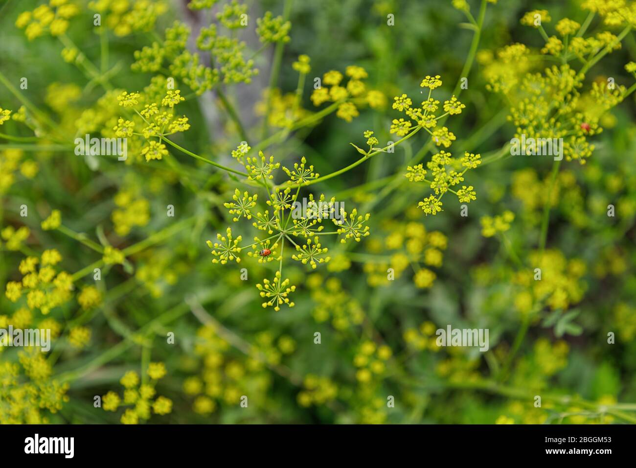 Two little ladybugs on a plant Stock Photo - Alamy