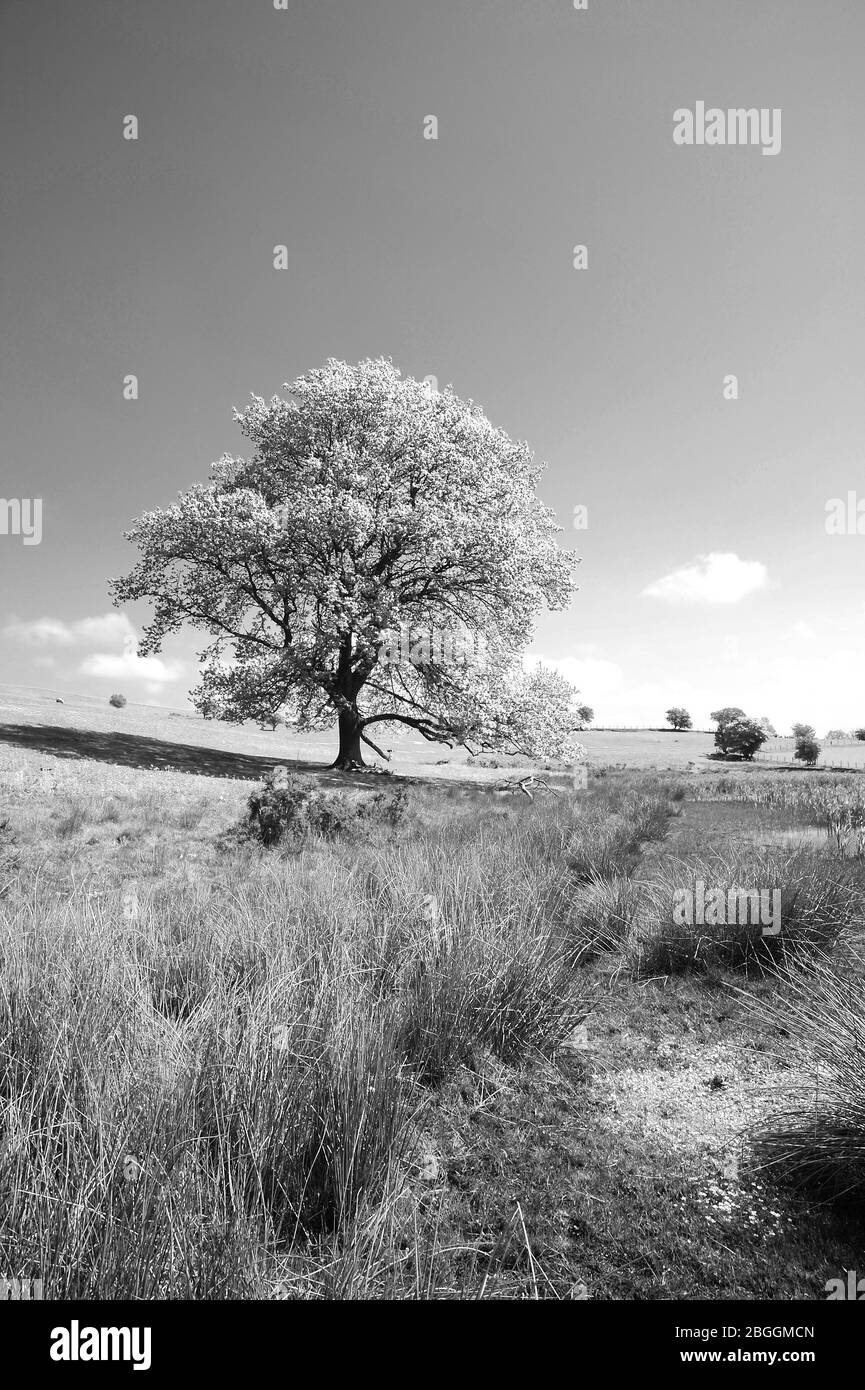 Hobby pond Black and White Stock Photos & Images - Alamy