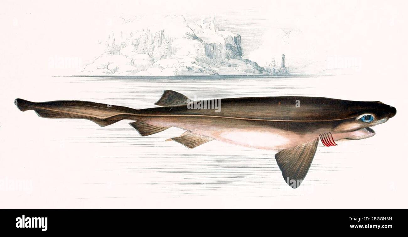 Hexanchus hi-res stock photography and images - Alamy