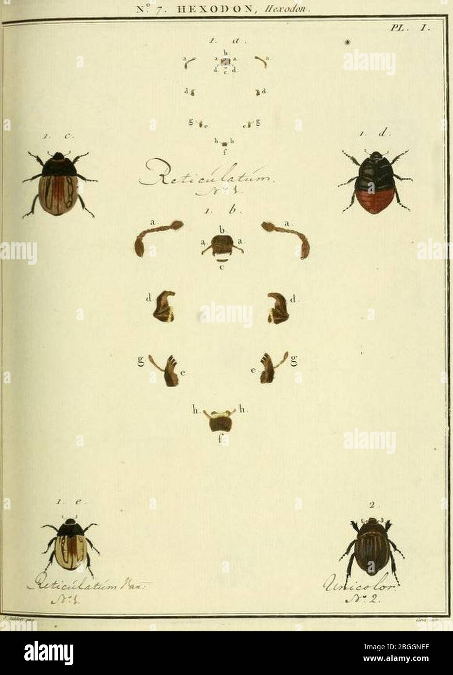 Audebert hi-res stock photography and images - Alamy