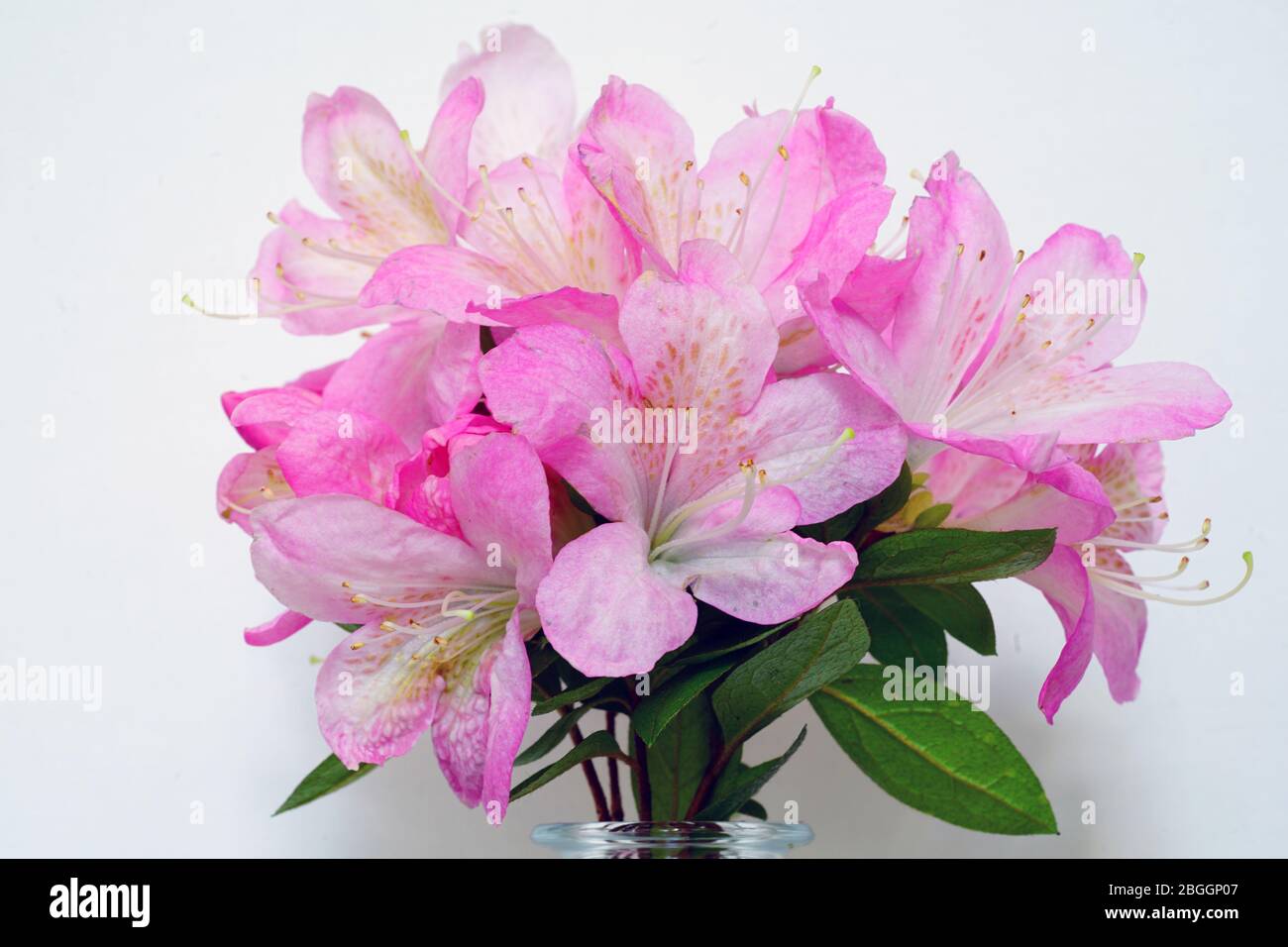 A small bouquet of pink azalea flowers in a clear vase Stock Photo - Alamy