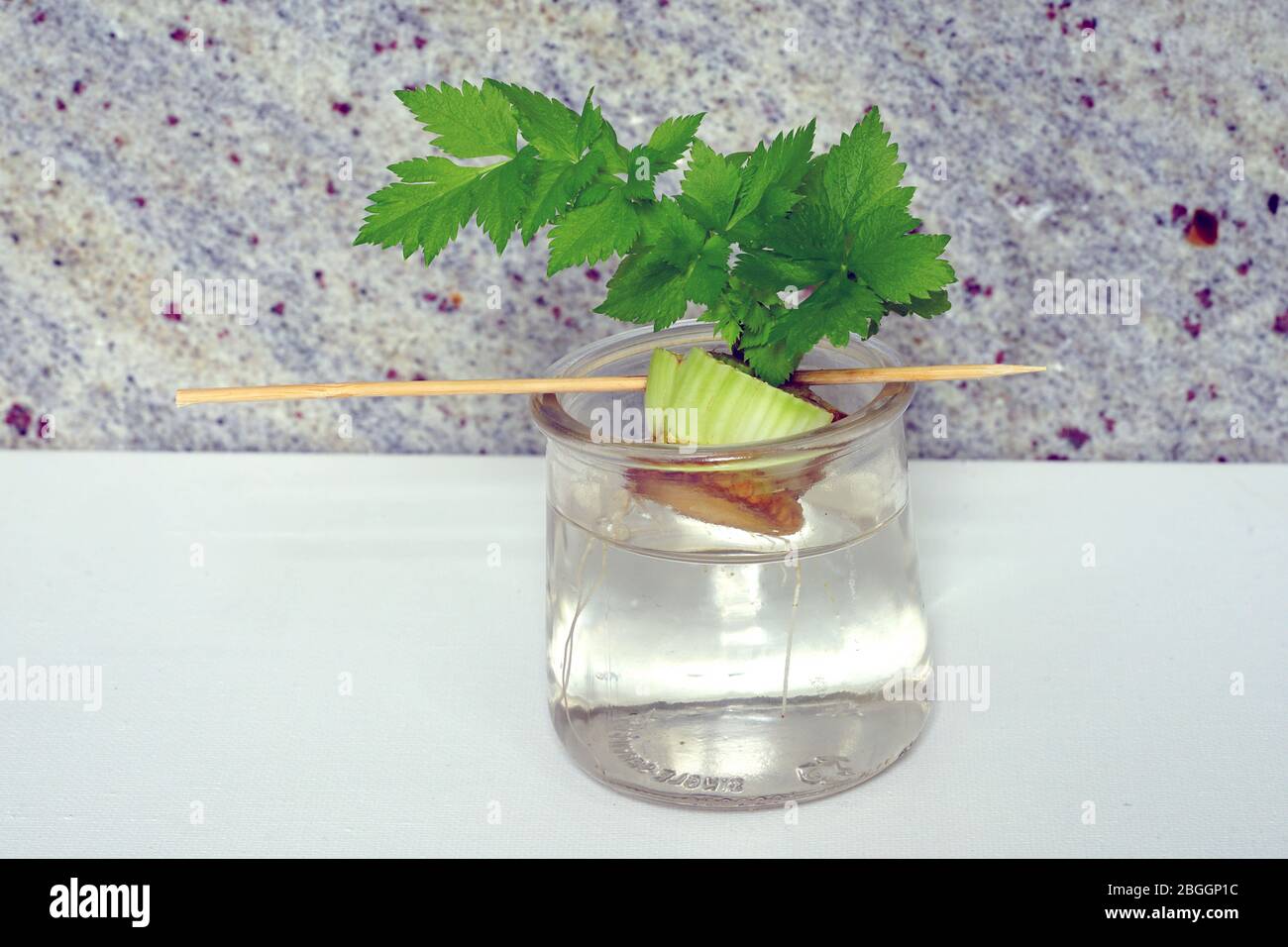 Rooting jar hi-res stock photography and images - Alamy