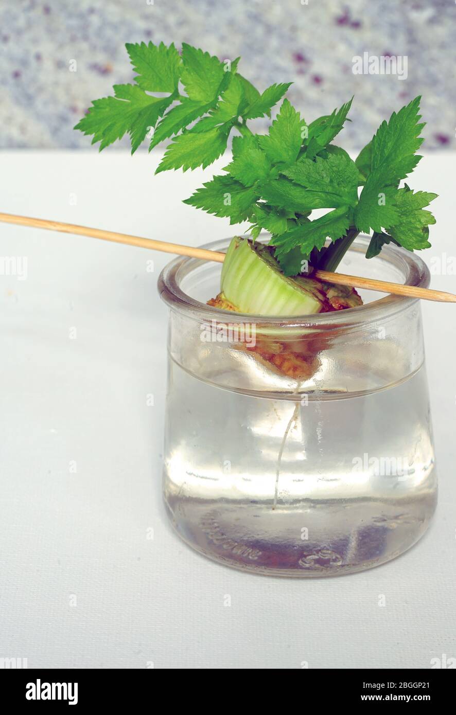 Rooting jar hi-res stock photography and images - Alamy