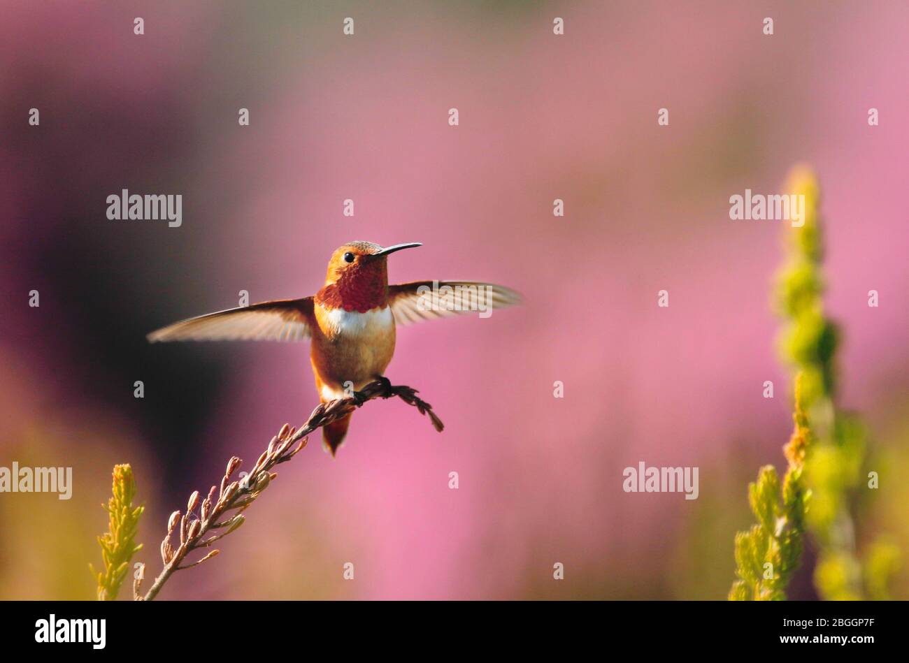 Hummingbird with open mouth hi-res stock photography and images - Alamy