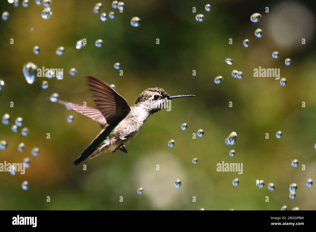 Clear hummingbird hi-res stock photography and images - Alamy