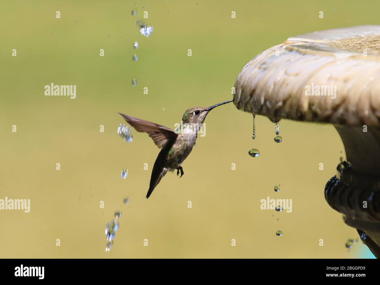 Hummingbird with open mouth hi-res stock photography and images - Alamy