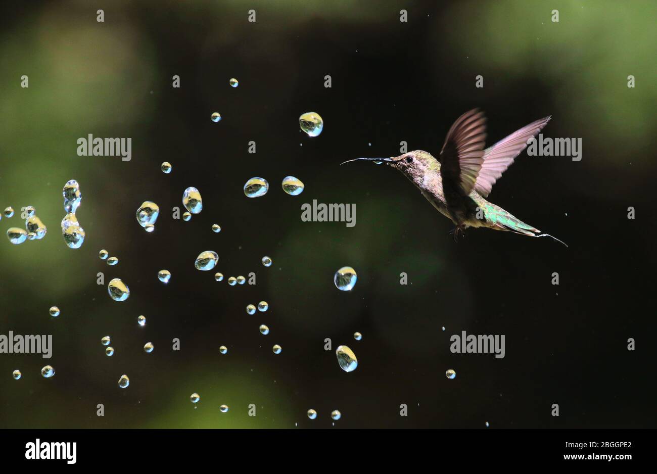 Hummingbird with open mouth hi-res stock photography and images - Alamy