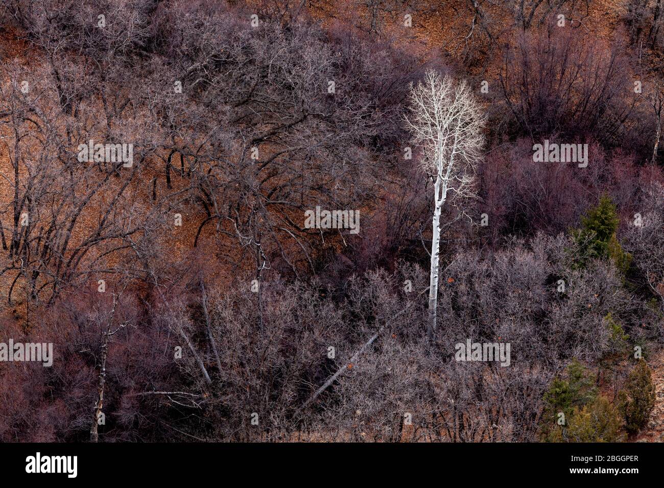 American aspen tree hi-res stock photography and images - Alamy